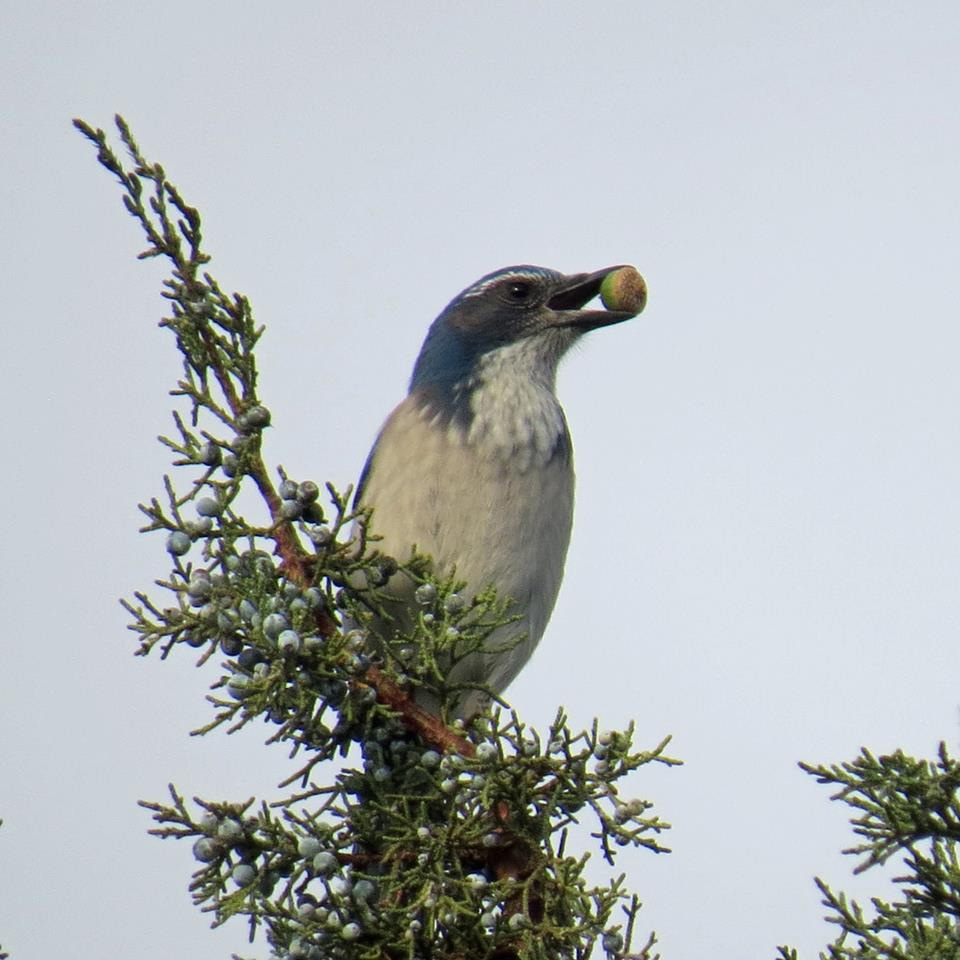 Jay Birds – Diana's Morning Blog