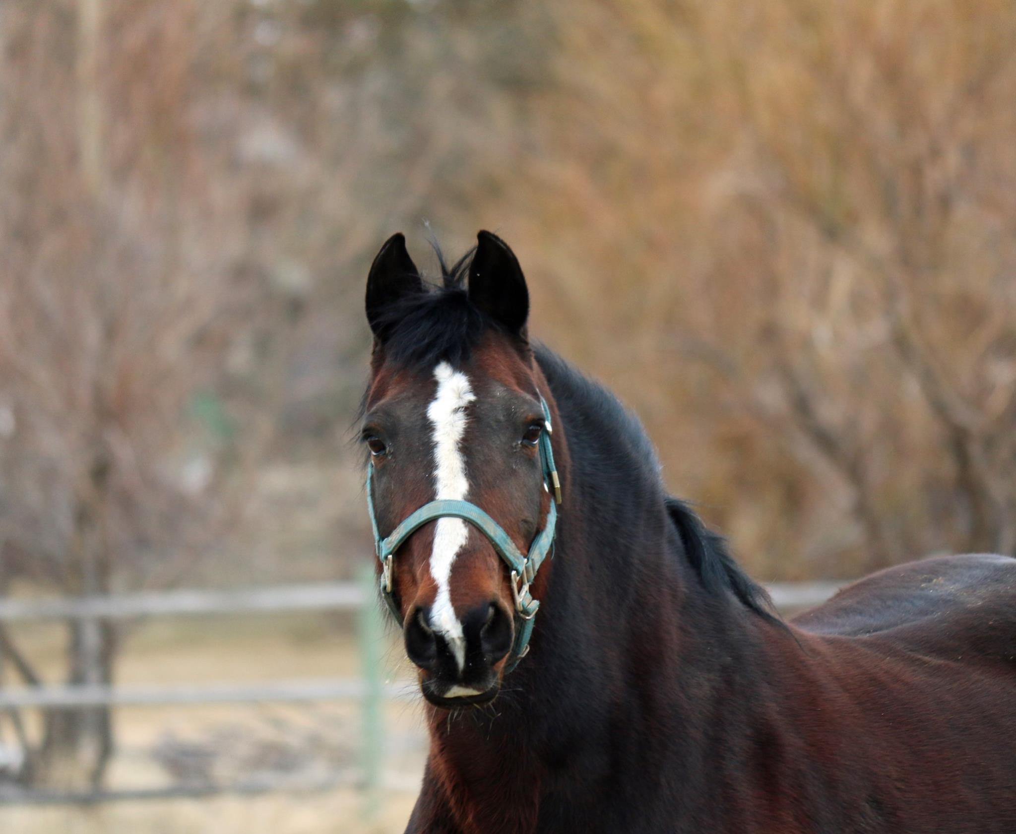 Rosy Outlook – Diana's Morning Blog